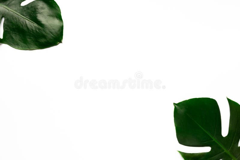 Monstera Leaves on Two Corner White Background Stock Image - Image of ...