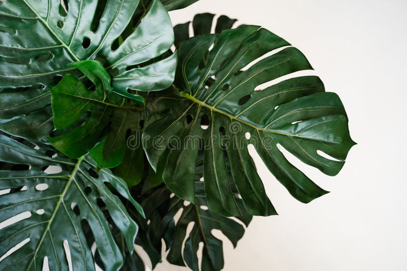Green Monstera Leaves on White Background As a Symbol of Rest and ...
