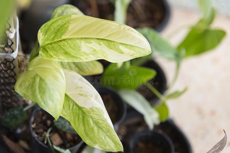 Monstera Obliqua Mayuna Variegated in the Pot Stock Image - Image of ...