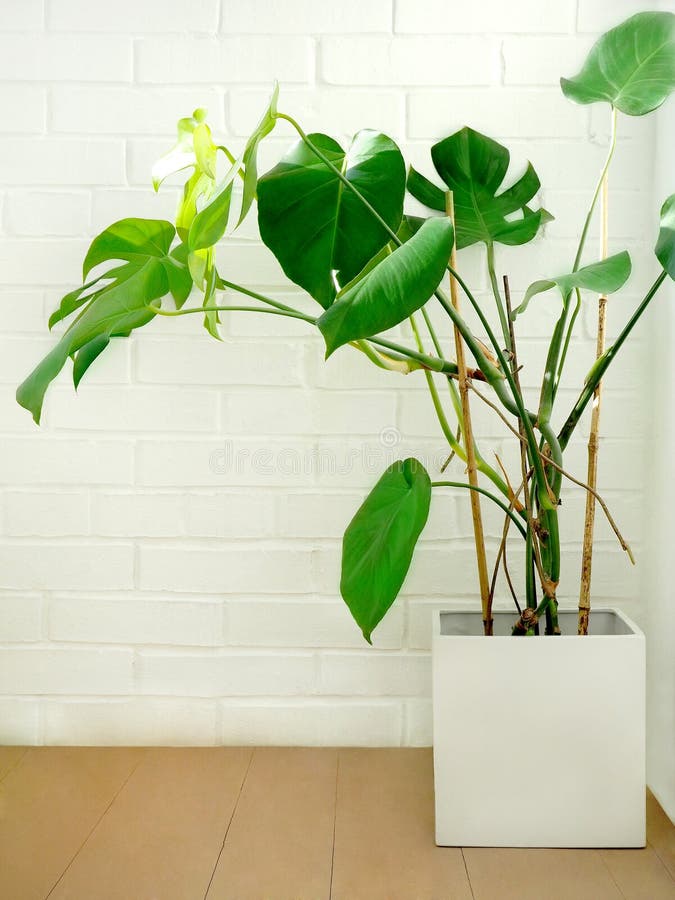 Monstera Plant Against White Wall As a Background Stock Photo - Image ...