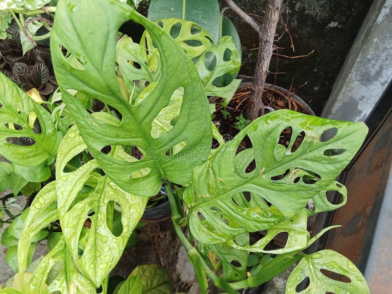 Monstera Plant in the Garden Stock Image - Image of bush, grass: 310056041