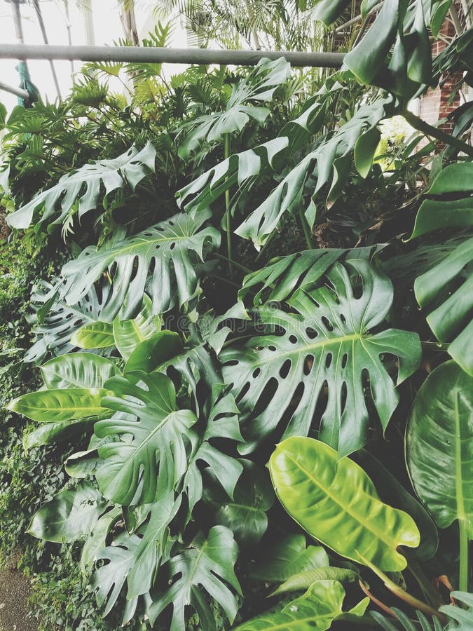 Monstera Plant at the Greenhouse Stock Photo - Image of tropical, leaf ...