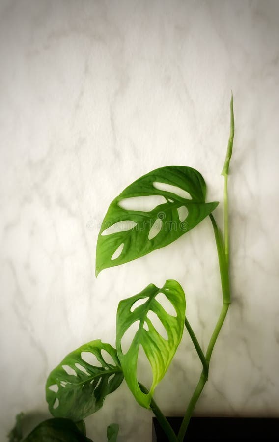 Monstera plant stock image. Image of indoor, foliage - 152805879