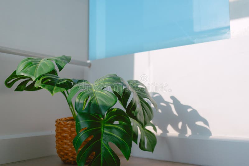 Monstera Plant Placed at the Balcony with Morning Sun Light. Stock ...