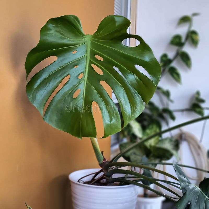 Monstera Plants & Nature Stock Image - Image of monsteraking, plants ...