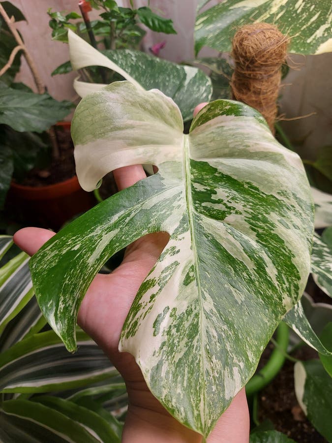 Monstera& X27;s Alba Leaf Stock Photo - Image of garden, shrub: 209218734