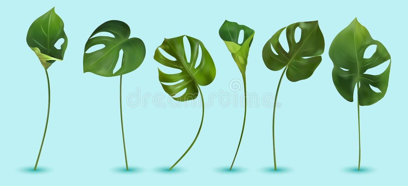 Split Leaf Stock Illustrations – 3,100 Split Leaf Stock Illustrations ...