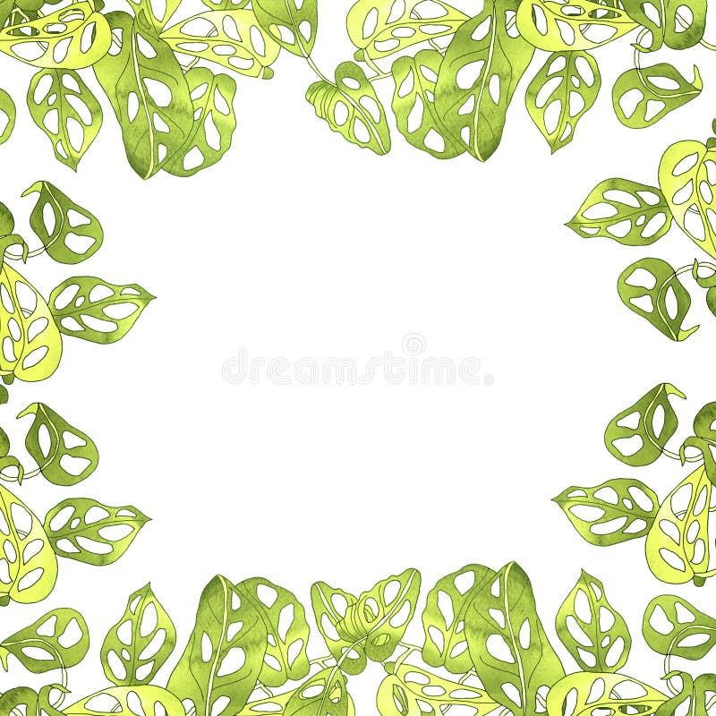 Yellow Tropical Frame Pattern Monstera. Stock Photo - Image of liana ...