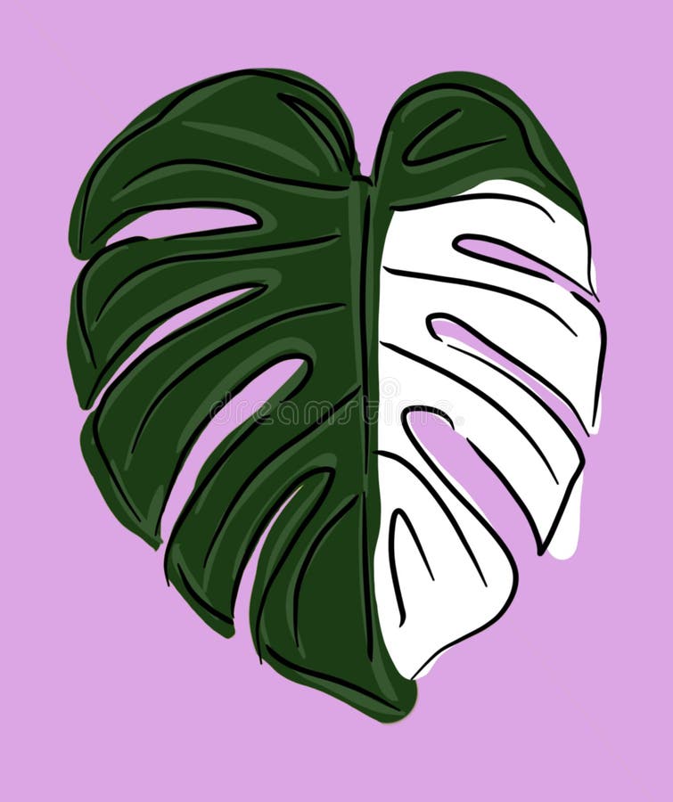 Monstera Variegata Variegated Deliciosa King Borsigiana Green Leaf ...