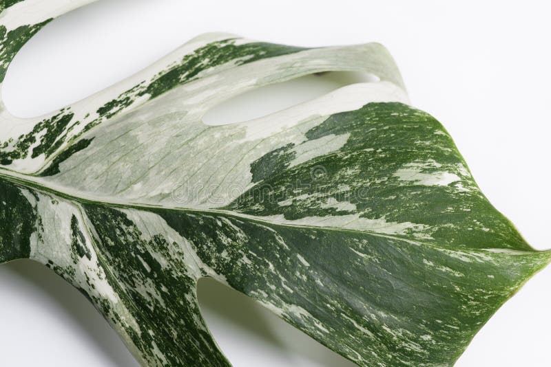 Monstera Variegated Leaf Isolated on White Background. Stock Image ...