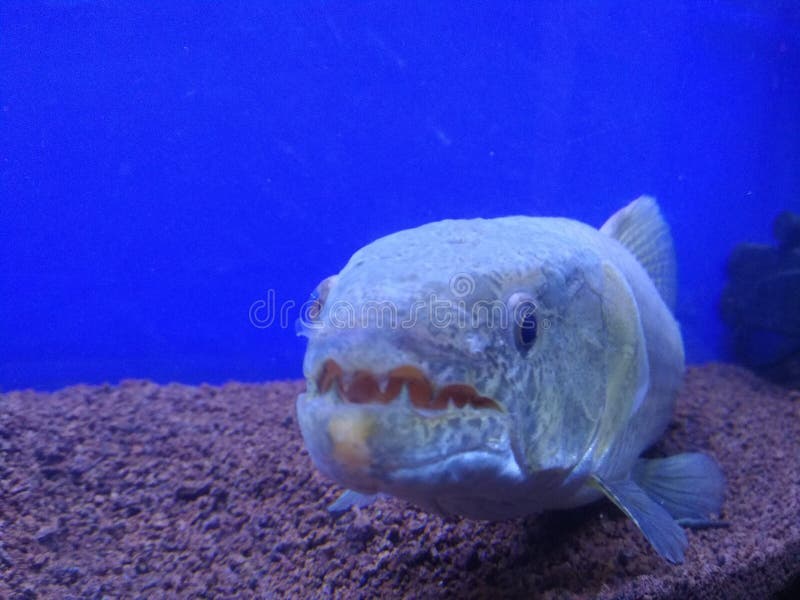 Monster-Fische. stockbild. Bild von bissen, goldfischglas - 38179405