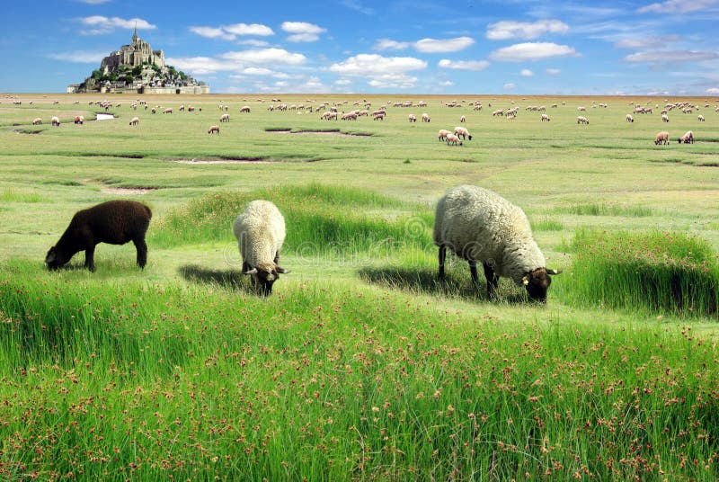 Mont Saint Michel stock image. Image of cathedral, mammal - 13228737