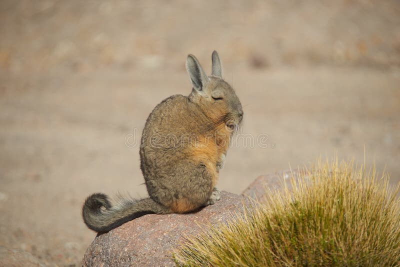 Montaña Viscacha Septentrional, Maximus Del Lagostomus, Familia De Las ...