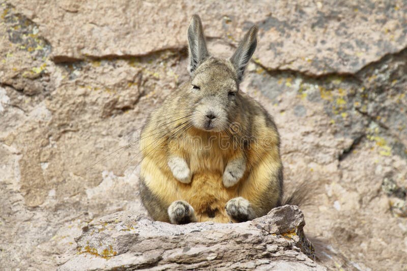 Viscacha De Las Montañas (Lagidium Viscacia) Imagen de archivo - Imagen ...