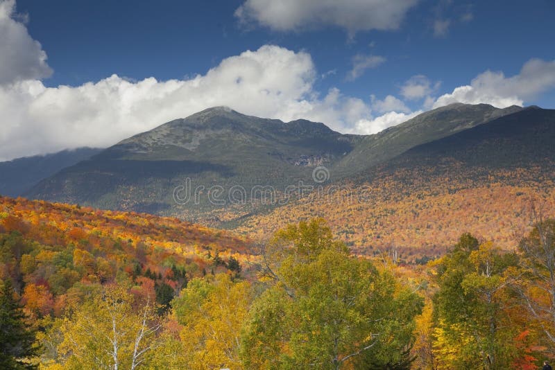 Escena De Otoño Con árbol De Pino De Pinyon Imagen de archivo - Imagen ...