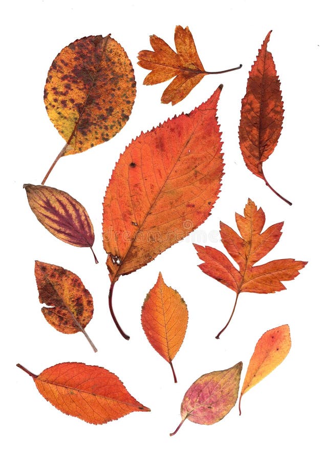 A Montage of Mixed Brown Autumn Leaves. Stock Illustration ...