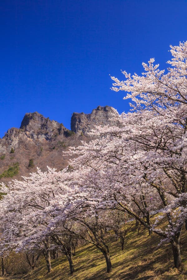 Giri La Strada Ed Il Ciliegio Fotografia Stock - Immagine di fiore ...