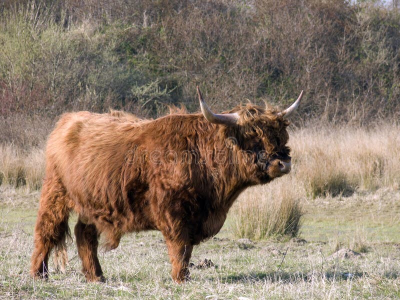 Vache écossaise 2 à Montagnard Image stock - Image du champs, race ...