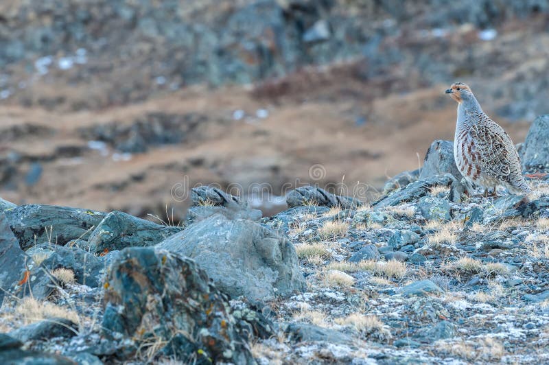 Montagne Dell'uccello Della Pernice Grigia Immagine Stock - Immagine di ...