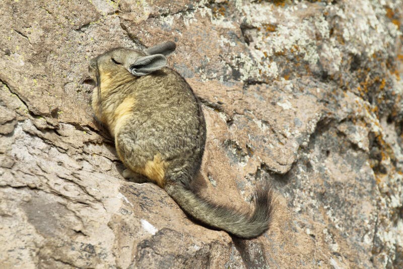 Viscachas ou vizcachas image stock. Image du désert, altiplano - 82081323