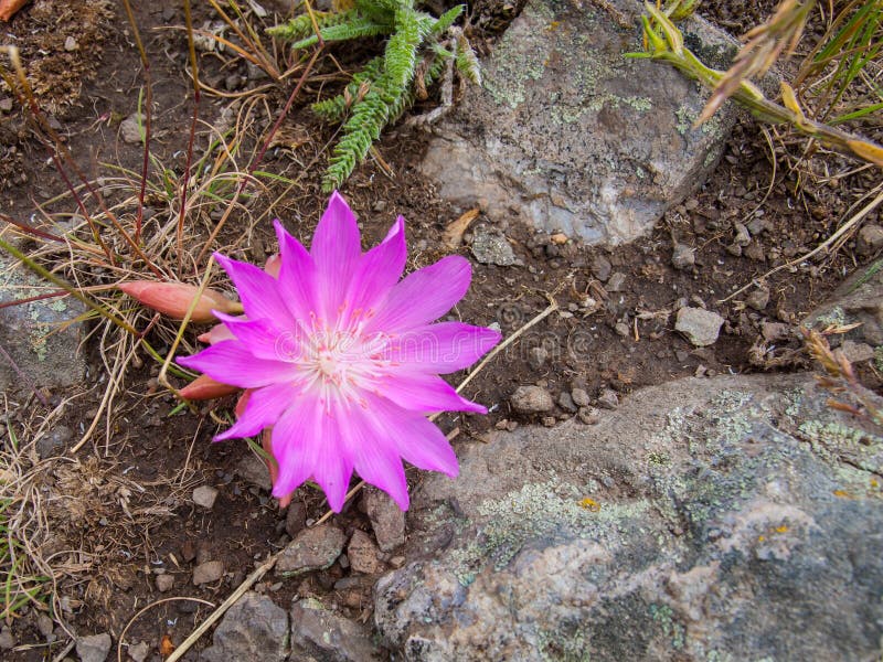 Bitterroot Flower at the National Bison Range in Montana USA Stock ...