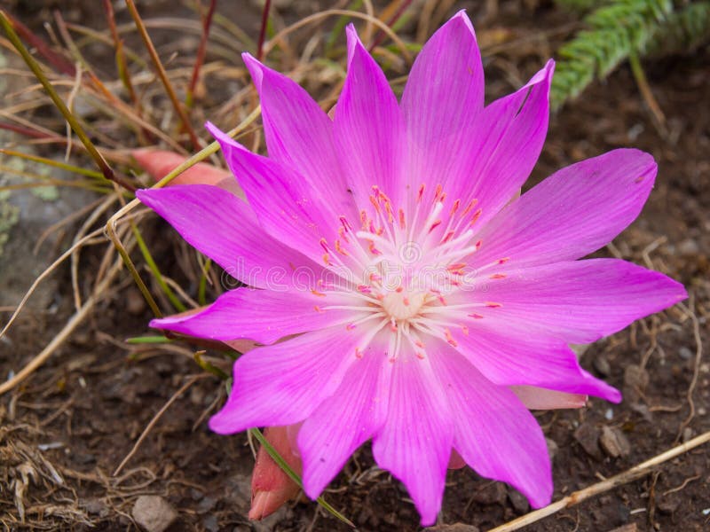 Bitterroot Flower at the National Bison Range in Montana USA Stock ...