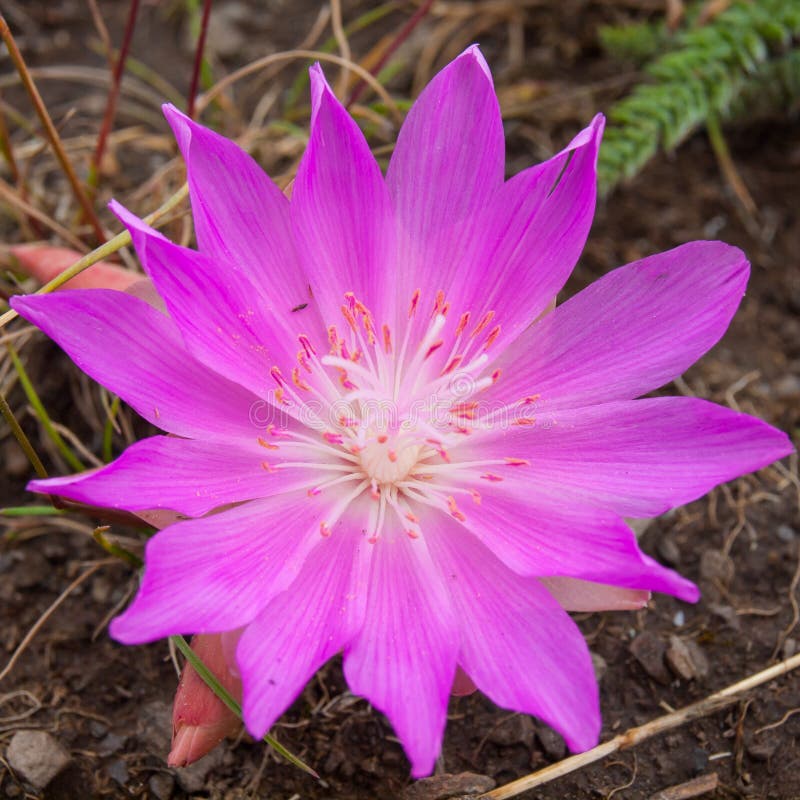 Bitterroot Flower at the National Bison Range in Montana USA Stock ...