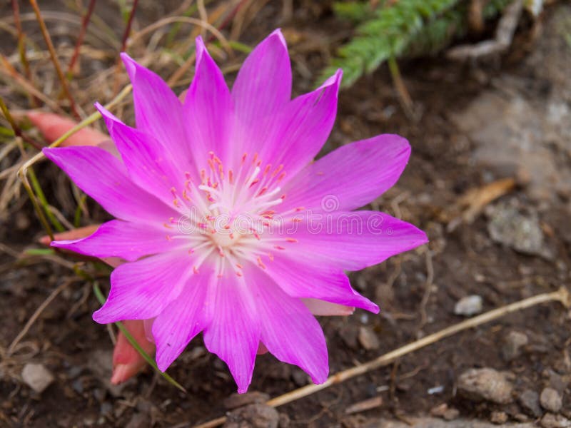 Bitterroot Flower at the National Bison Range in Montana USA Stock ...