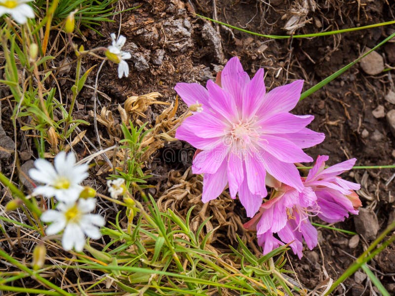 Bitterroot Flower at the National Bison Range in Montana USA Stock ...