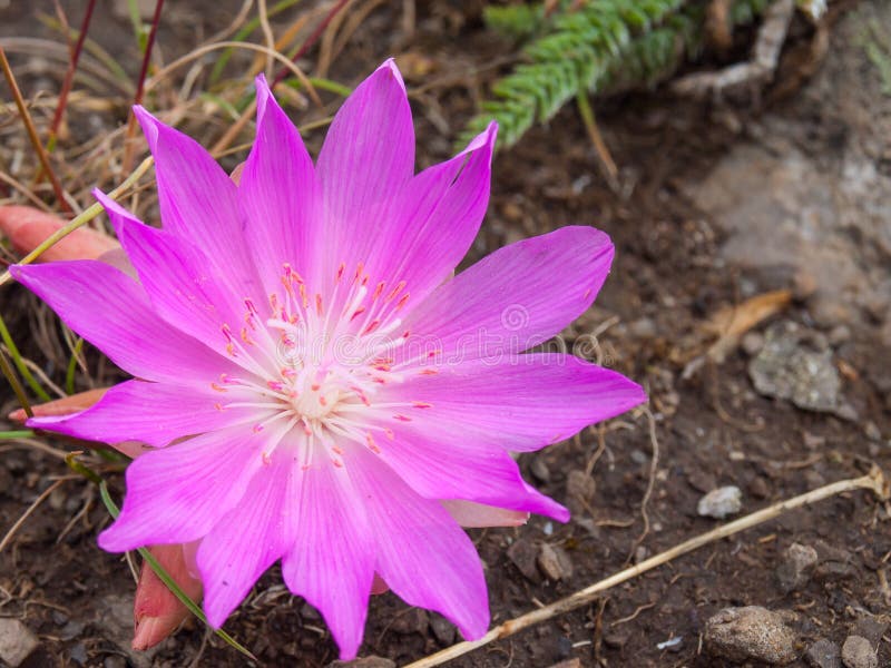 Bitterroot Flower at the National Bison Range in Montana USA Stock ...