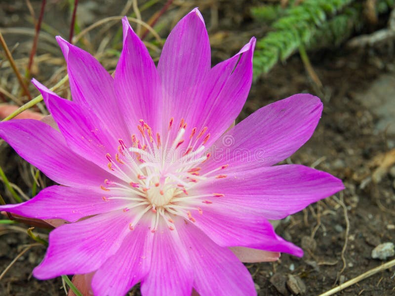 Bitterroot Flower at the National Bison Range in Montana USA Stock ...