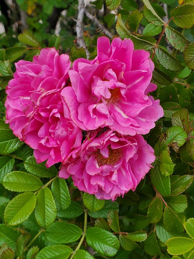 Montana flower fotografia stock. Immagine di fiore, nave - 159992802