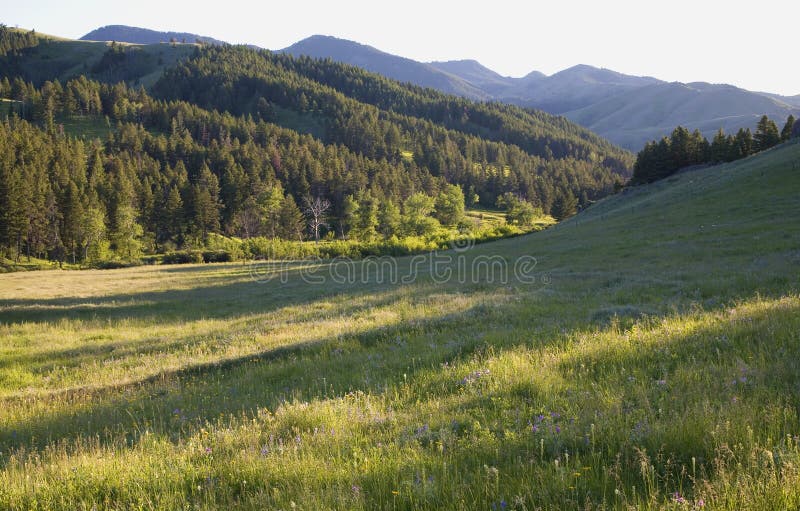 Montana spring stock photo. Image of mountain, forests - 5729210