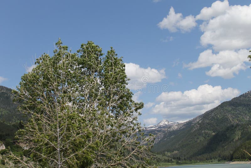 Montana Spring stock afbeelding. Image of wandeling, wildernis - 70400725