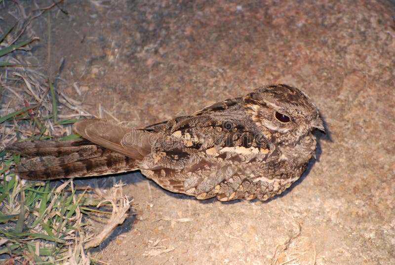 Montane Nightjar stock image. Image of africa, bird, brown - 11371253