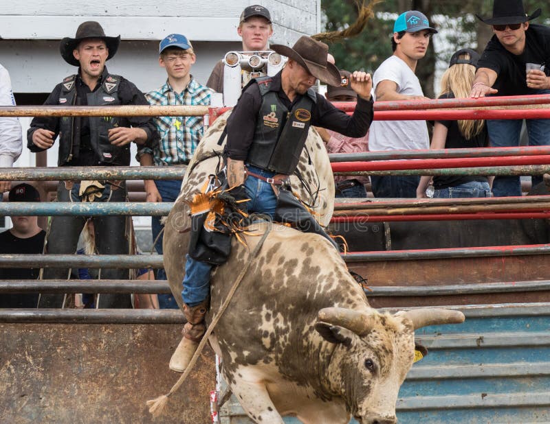 Montar el toro fotografía editorial. Imagen de tiro, rodeo - 72017737