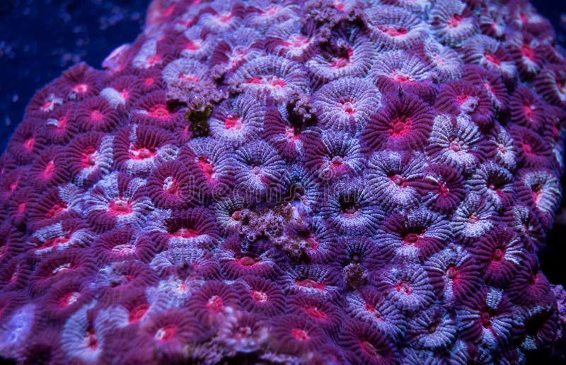 Montastrea Brain Coral imagen de archivo. Imagen de agua - 106176759