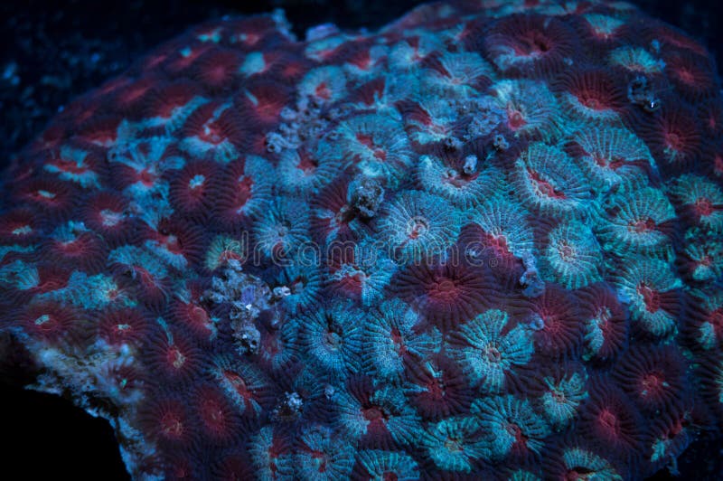 Montastrea coral stock photo. Image of organism, environment - 106852374