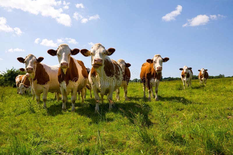 Montbeliarde cows stock image. Image of montb, animal - 84062669