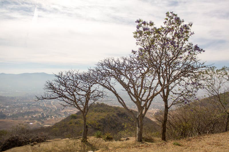 Monte Alban Oaxaca Small Trees Above Oaxaca Valley Stock Image - Image ...