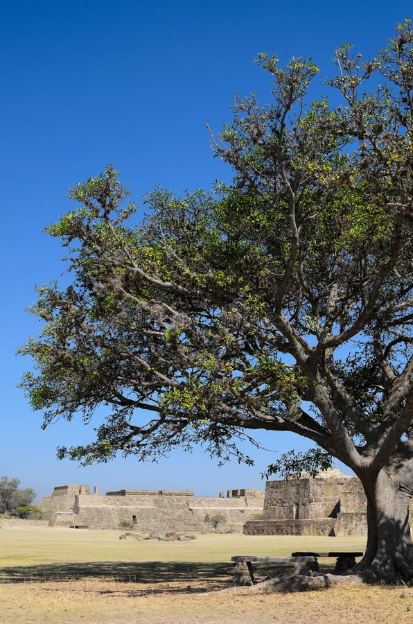 Monte Alban Pyramids Behind Green Tree Stock Photo - Image of landmark ...