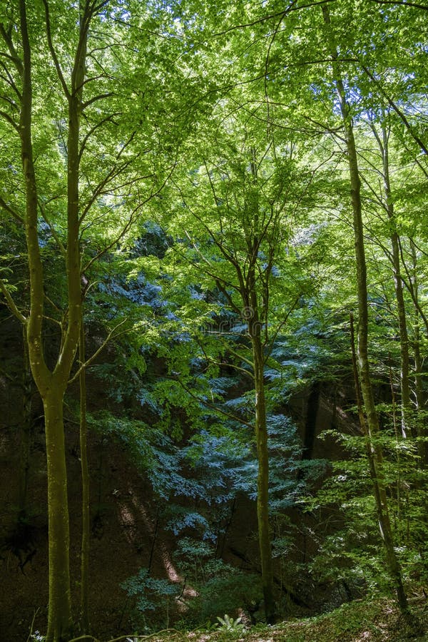 The Forest of Monte Cucco Regional Park, Umbria, Italy Stock Photo ...