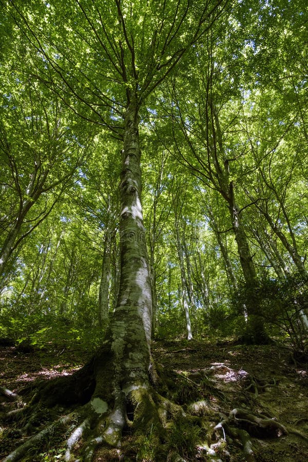 The Forest of Monte Cucco Regional Park, Umbria, Italy Stock Image ...