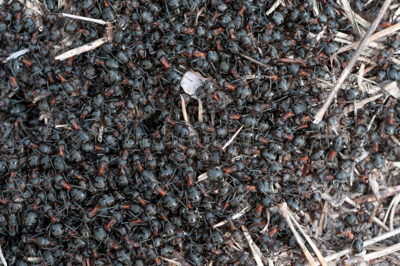 Formiga preta grande foto de stock. Imagem de wildlife - 51619094