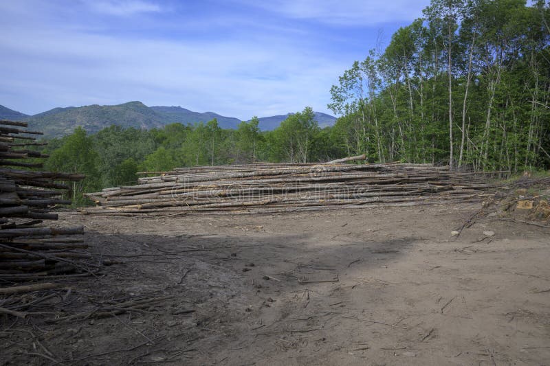 Monte De Chestnut Trees Drill for Timber Use Deforestation in Spain ...