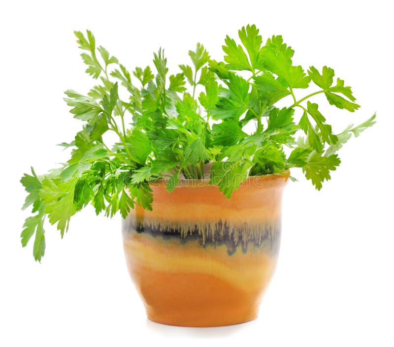 Monte De Salsa Verde Em Peso Foto de Stock - Imagem de dieta, coma ...