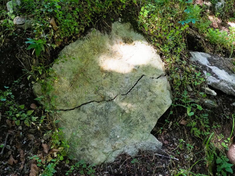 Tree stump in the ground stock photo. Image of dreamy - 267446912