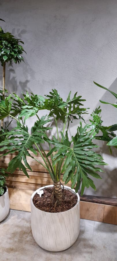 Montera Philodendron House Plants Stock Image - Image of bloom, plant ...