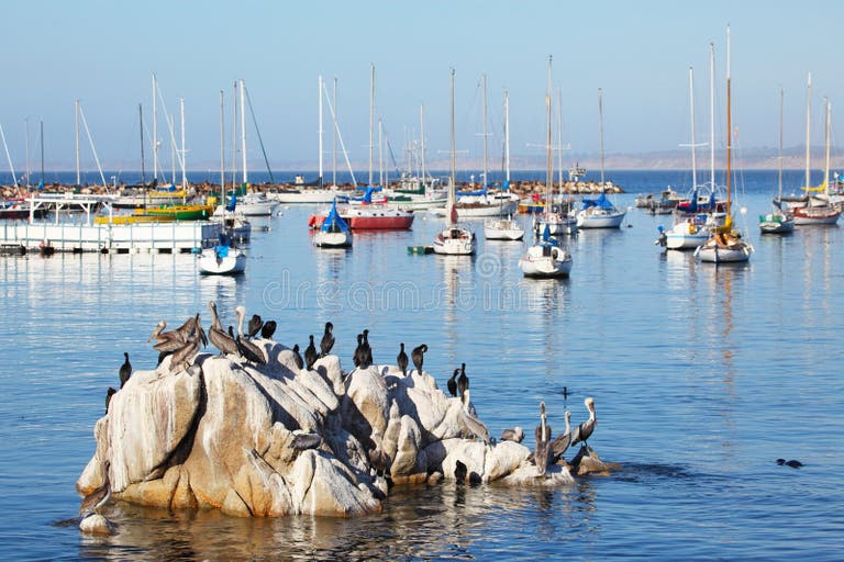 359 Animals Monterey Bay Stock Photos - Free & Royalty-Free Stock ...