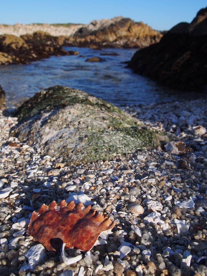 Monterey Bay beach stock image. Image of shell, ocean - 44202663
